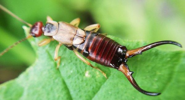 The Answers To Worcester’s Most Asked Earwig Questions