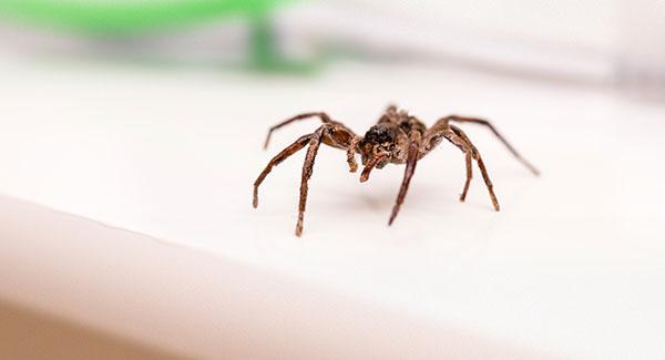 Southern Maine's Guide To Repelling Spiders