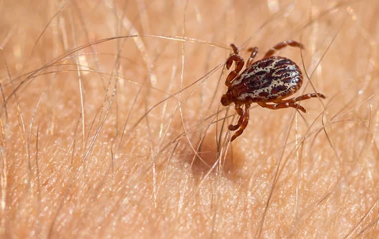 Effective Tick Control Strategies: Keeping Your Rhode Island Property Safe