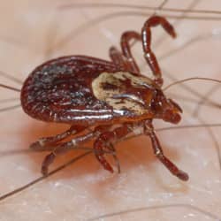 Why Are There So Many Ticks In Rhode Island This Year?