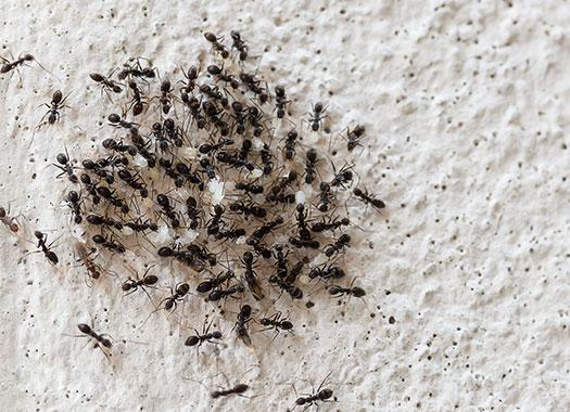 What's The Best Way To Get Rid Of An Ant Infestation In My South ...