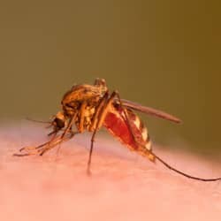 How Mosquitoes Detect Humans