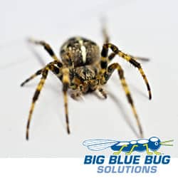 How To Handle An Abundance Of Spiders In Your Home
