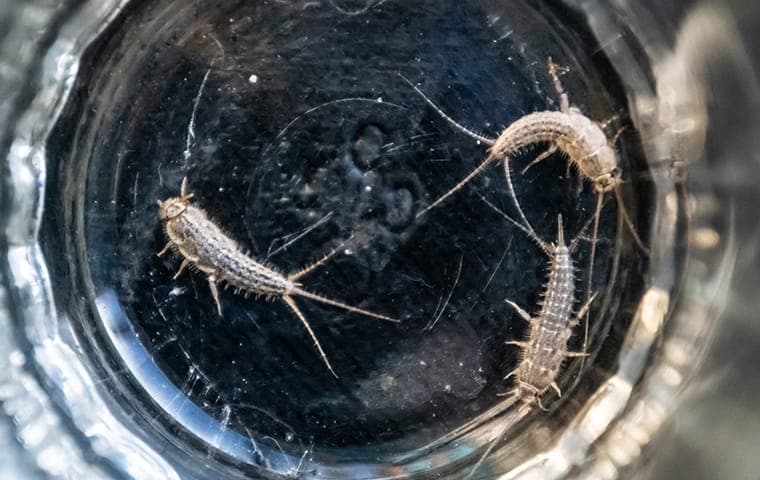 Keep Silverfish At Bay: Your Complete Prevention Plan In Framingham