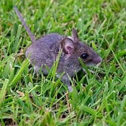 Spring Mice Problems