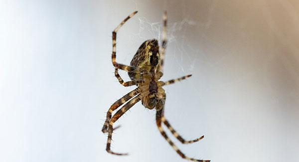 Why Are There So Many Spiders In My Rhode Island Home?