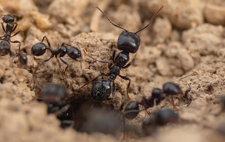 How Do I Get Rid Of Ants In My House In My Massachusetts Home For Good?
