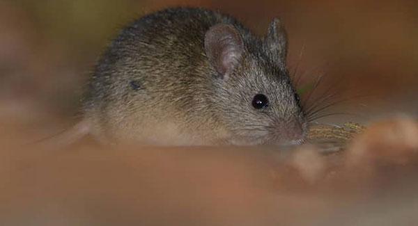 Pest Spotlight: Tackling Rodent Control In Southern Maine