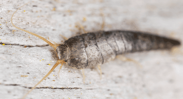 Is There Anything I Can Do About These Silverfish?