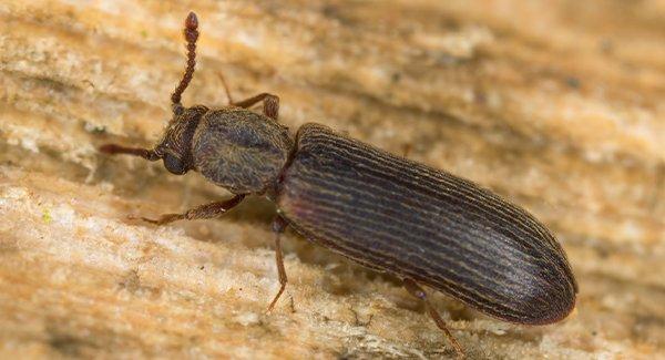 What To Do About Powderpost Beetles On Your Portland Property