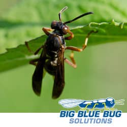 Common Summer Pests In New England