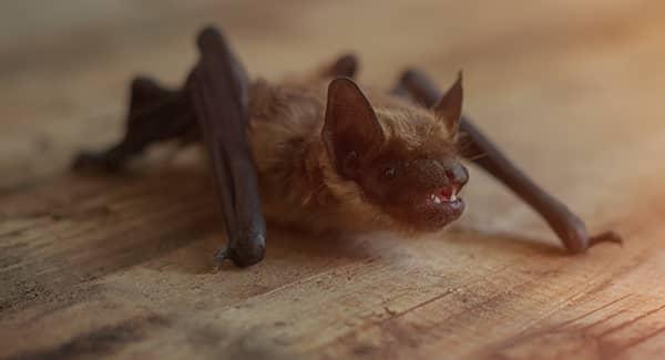 Problems Bats Cause In South Portland Homes