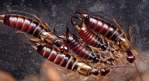 Pest Spotlight: Earwig Identification And Control In Milford