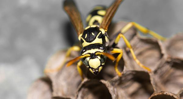 How To Keep Wasps Off Of Your Southern Maine Property