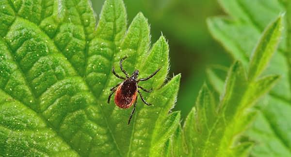 How To Minimize Tick Exposure This Summer