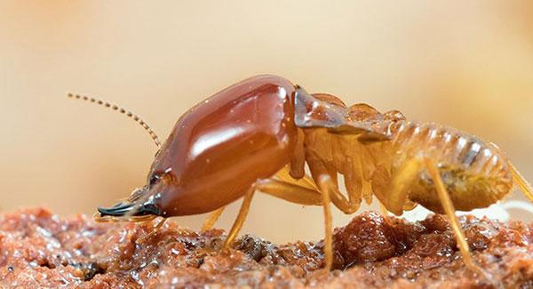 The Simple Way To Get Rid Of Termites In Worcester