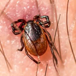 Do You Know That Late Fall Is Tick Season In Maine?