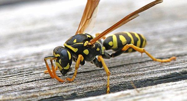 Wasp These Killer Wasps Are All Over New Jersey Right Now