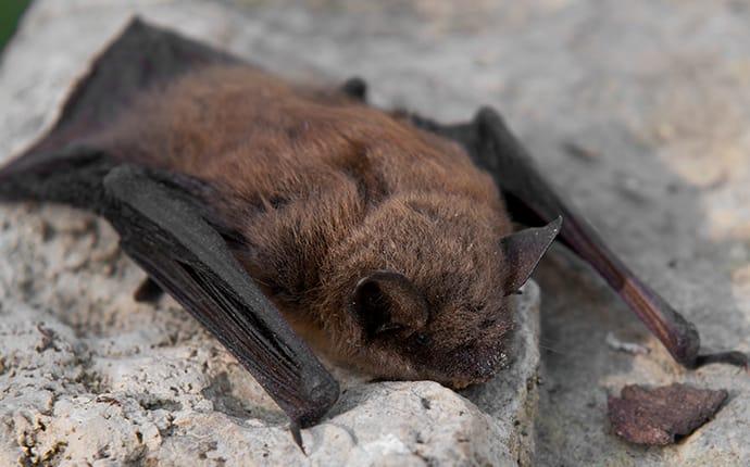 Bat Prevention And Control: A Comprehensive Guide For Massachusetts ...