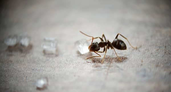Portland Homeowner’s Guide To Summer Ants