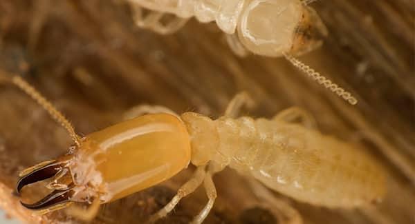 How Big Blue Bug Solutions Treat Termites In New England