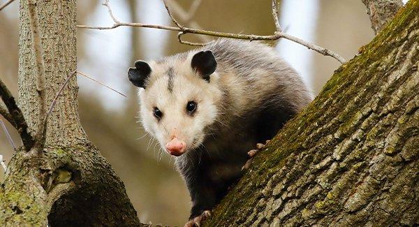 Ten Shocking Facts About New England’s Opossums