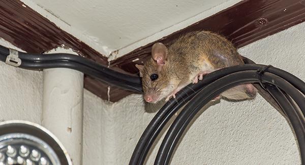 Why Are The Rats In South Portland So Hard To Get Out Of Your Home?