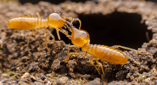 Common Signs Of Termite Activity