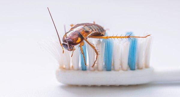 A Complete Guide To German Cockroaches For Portland Property Owners