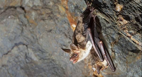 Why Call A Professional For Bat Problems Around Portland