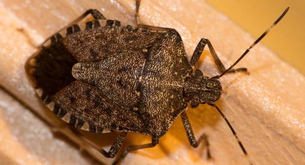 The Stinky Pests Feeding On New England Crops