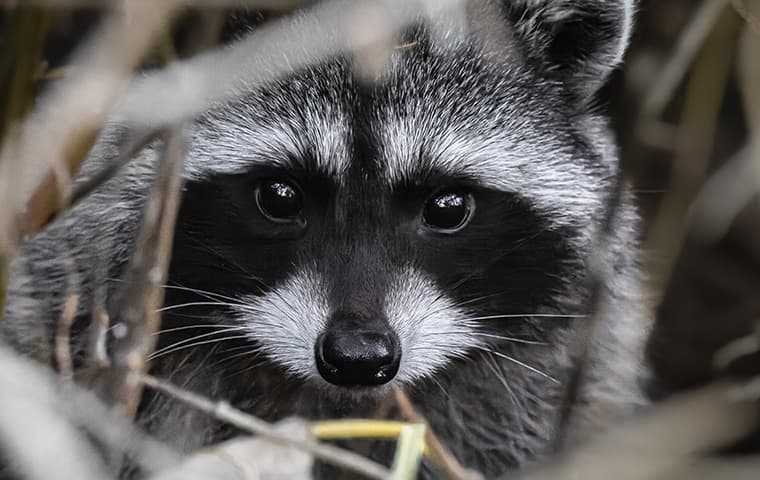 Effective Wildlife Control Strategies: Protecting Your Property And ...