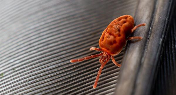 Clover Mites 101: How To Deal With These Tiny Pests In Your Rhode ...