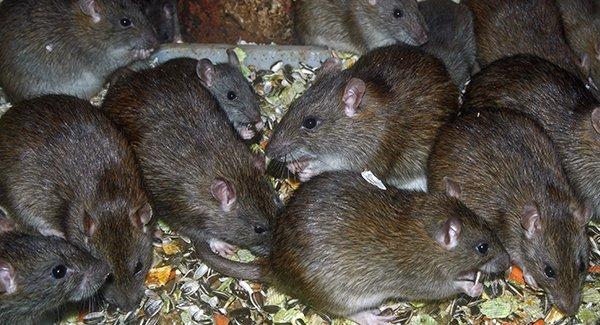 How Dangerous Are Rats In Milford?